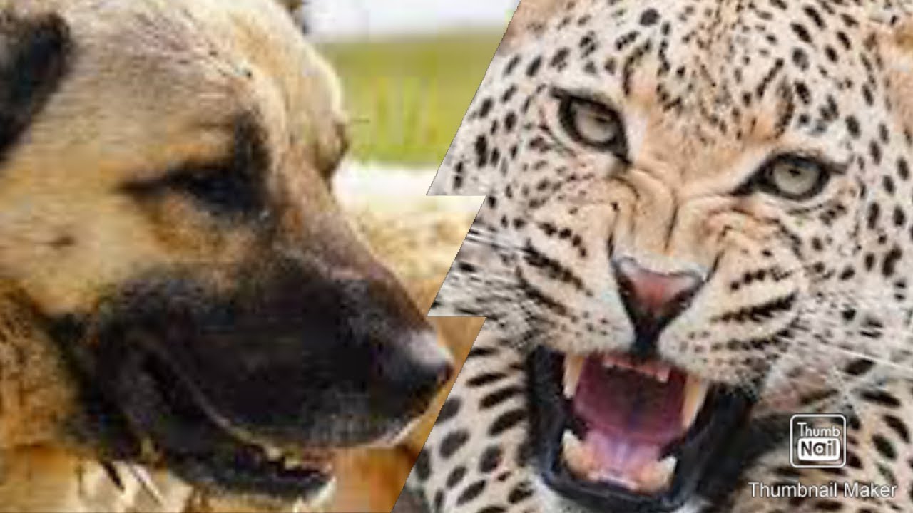 KANGAL VS LEOPARD: WHO IS MORE DANGEROUS? - YouTube