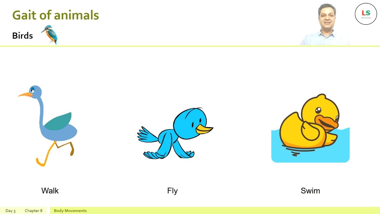Body Movements - NCERT Science Grade 6 Chapter 8 - Part III - YouTube