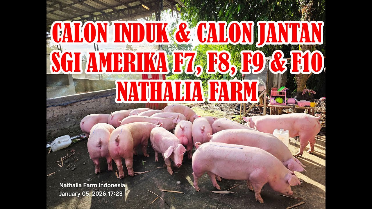 PEMILIHAN INDUK & JANTAN TERBAIK SGI AMERIKA NATHALIA FARM - YouTube
