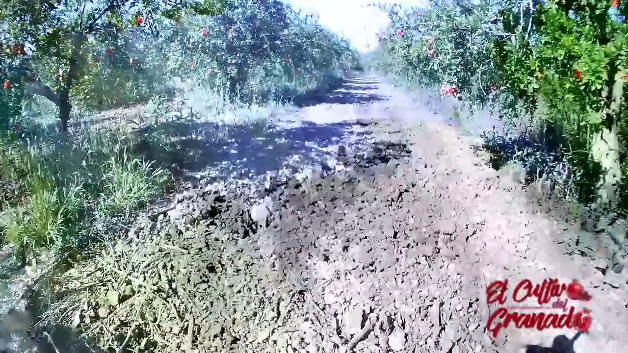 Granados en flor - El cultivo del granado - YouTube
