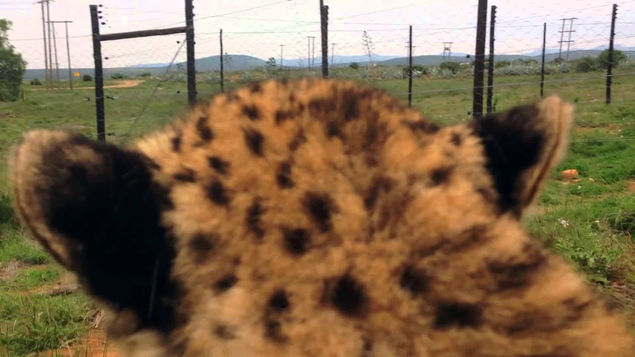 Cheetah Purring - YouTube