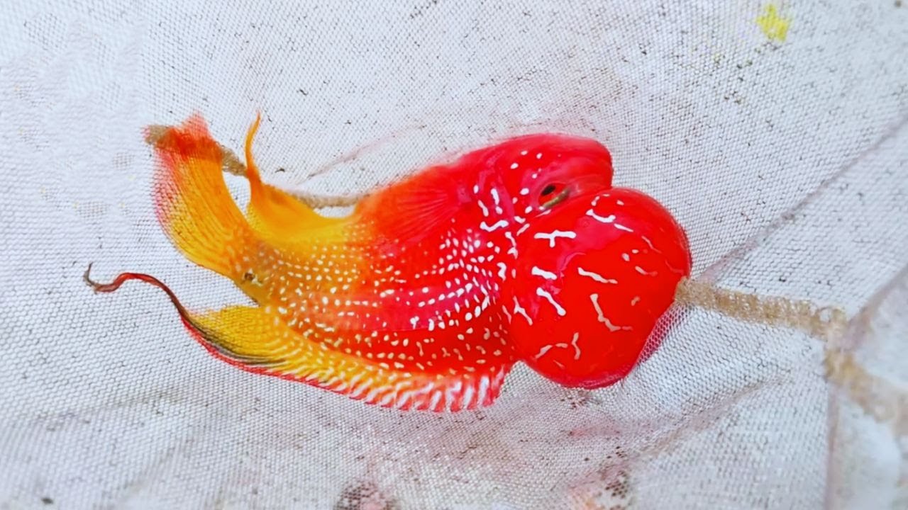 Amazing Super Red Golden Base Kamfa Flowerhorn Fish - YouTube