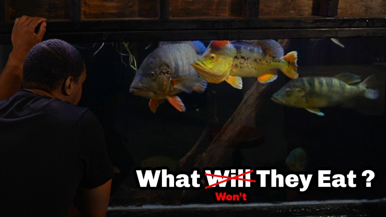 Feeding My Fish Anything EXCEPT Actual Fish Food - YouTube