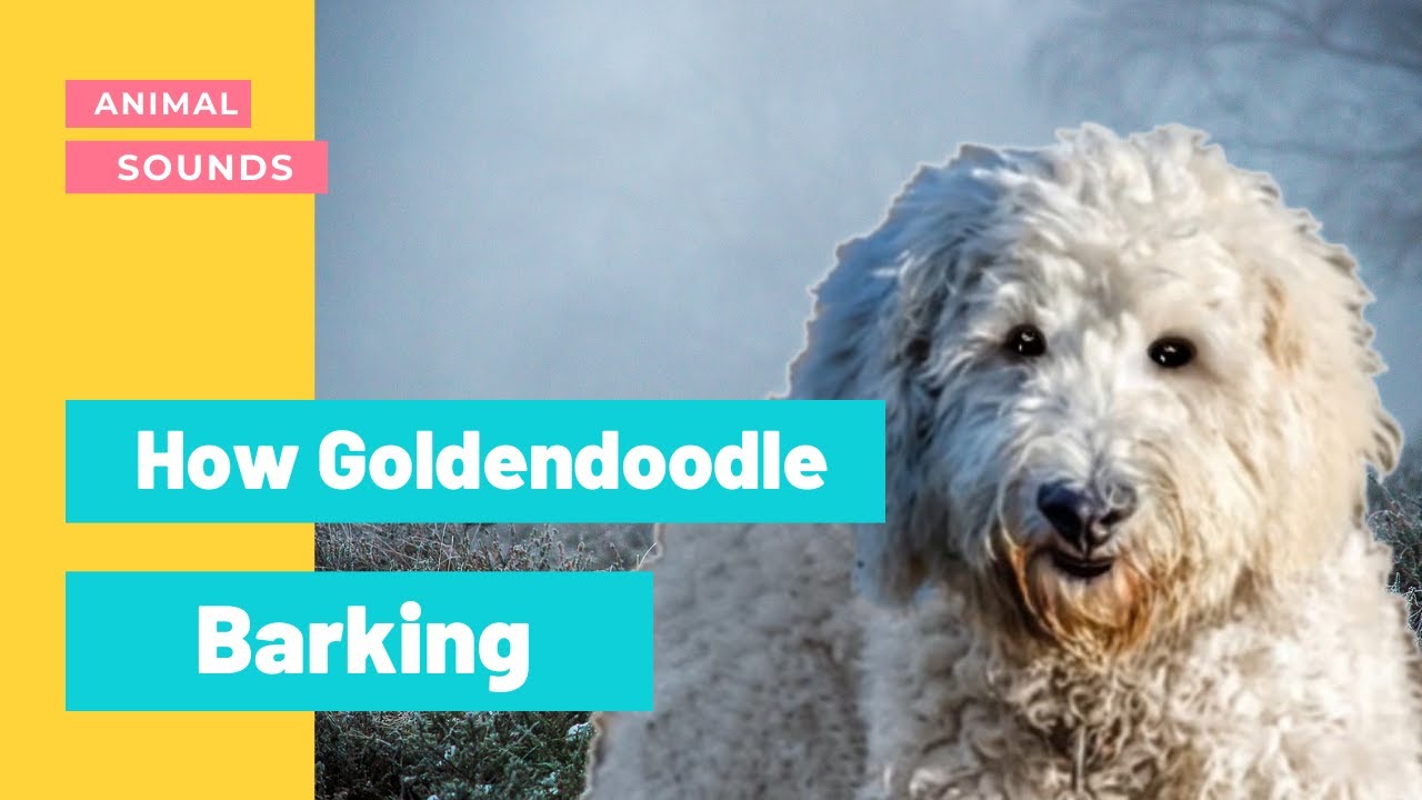 The Animal Sounds: How Goldendoodle Barking mp3 / Sound Effect ...