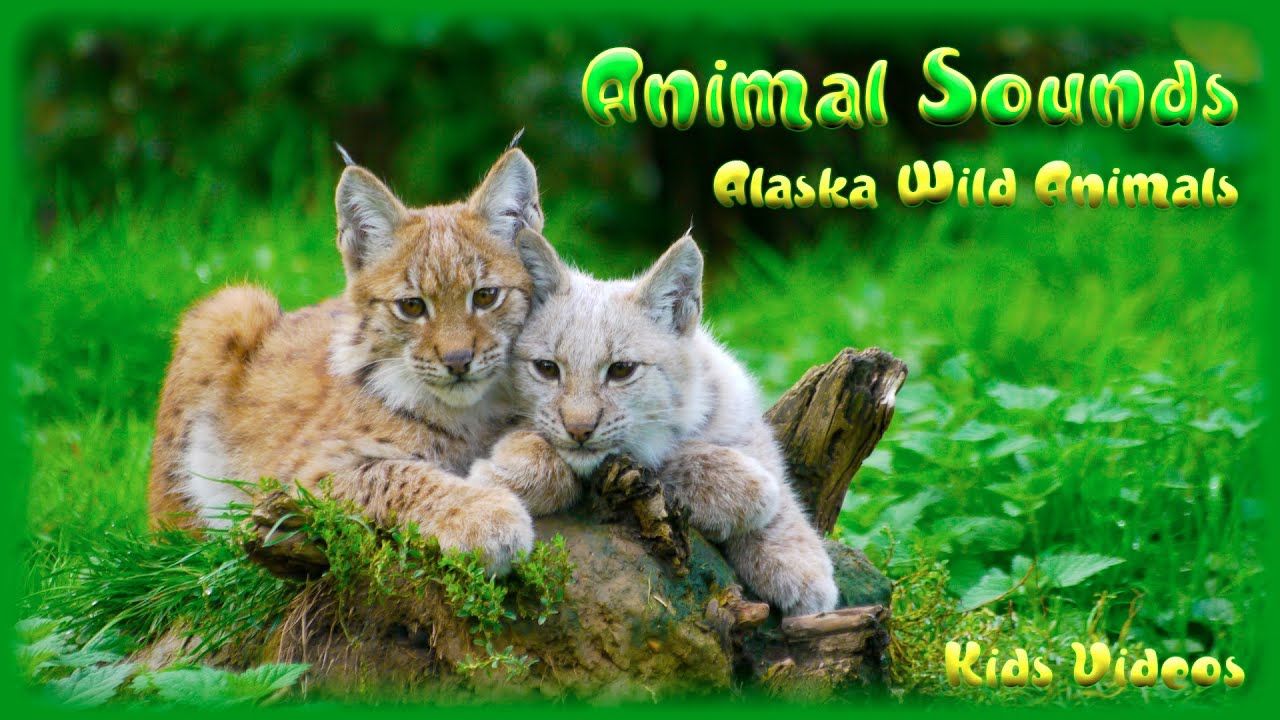 Animal Sounds • Alaska Wild Animals 2 • Kids Videos - YouTube