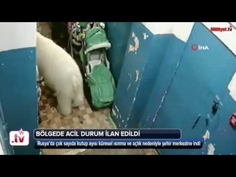 Rusya'da kutup ayıları şehre indi, acil durum ilan edildi