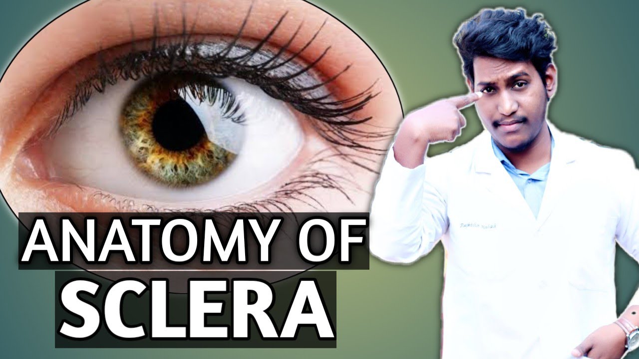 anatomy of sclera of eye ||structure and layers of sclera ||sclera ...