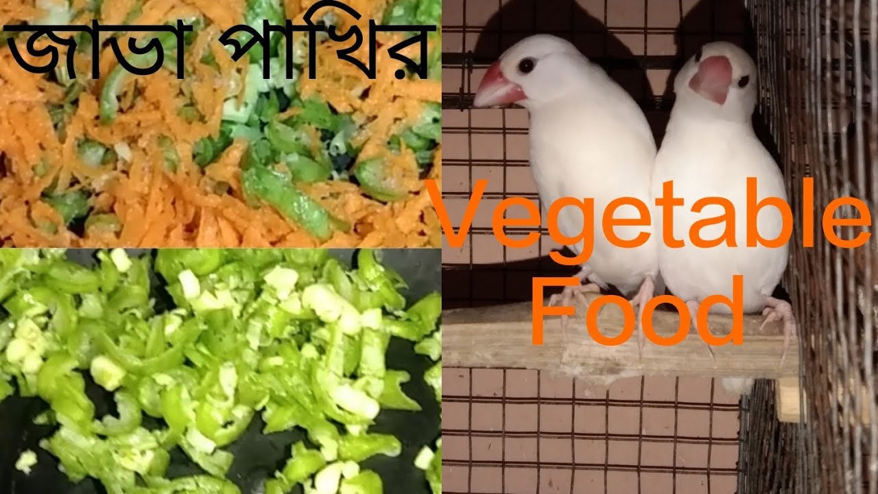 Vegetable Food For Java Birds।। জাভা পাখি।। সব্জি খাবার দারুন ছিলো ...
