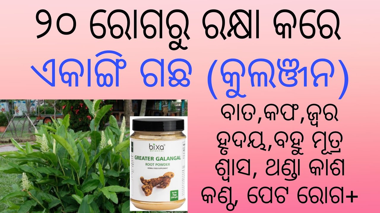 ଏକାଙ୍ଗି ଗଛ 💐୨୦ ରୋଗ ରୁ ରକ୍ଷା କରେ💊 Galangal benefits in Odia, Kulanjan ...