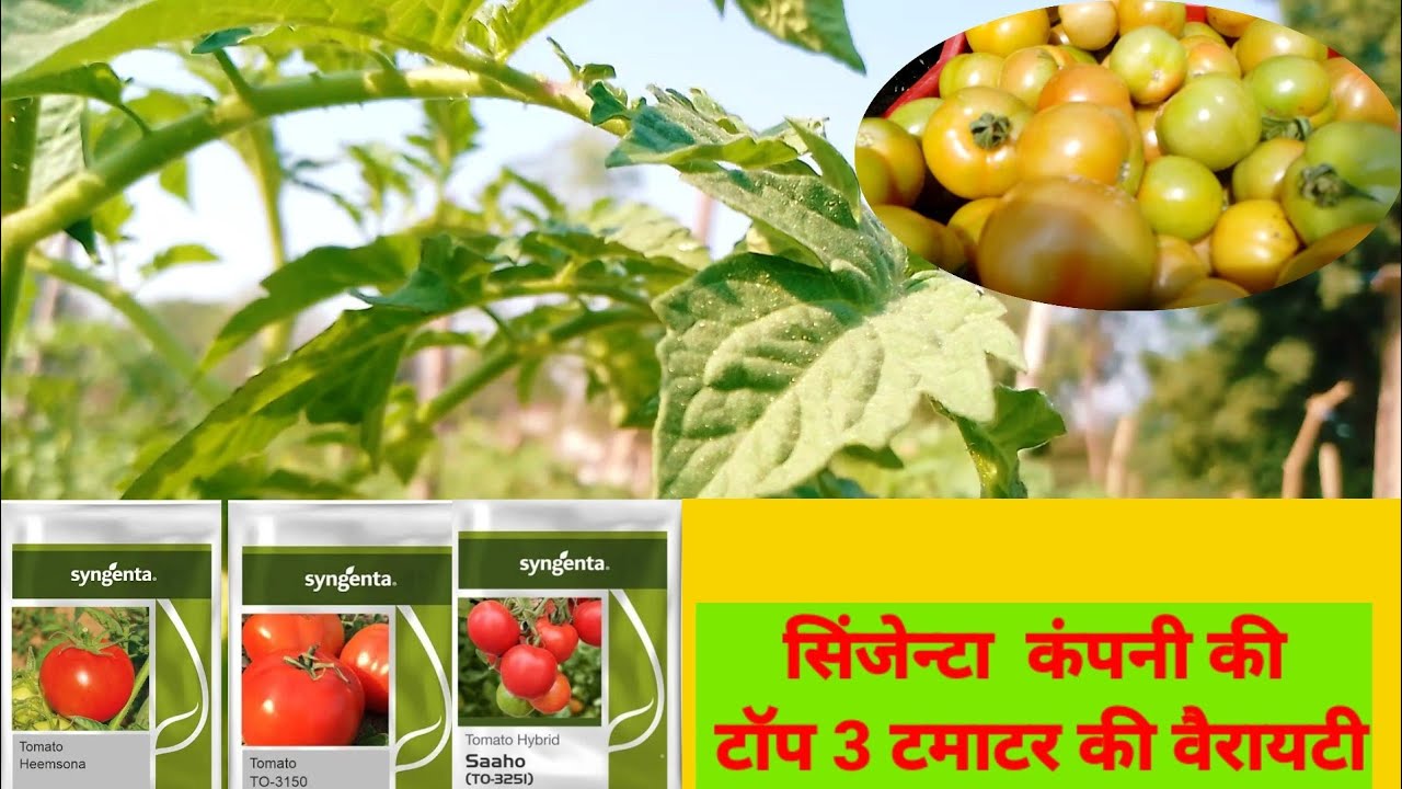 सिंजेंटा की टॉप 3 टमाटर की किस्म/tamatar ki top variety/Syngenta ki top ...