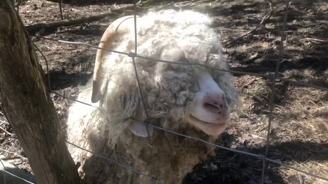 SUPER FUNNY FARM ANIMALS 🐐 🐑 🐄 😍🙈🐥 WILL MAKE YOU LAUGH🐣 - YouTube