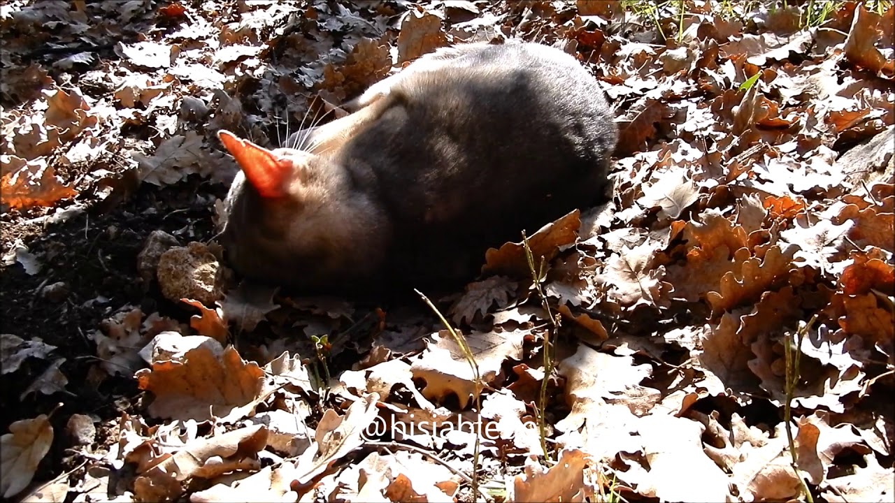 Abyssine au soleil printanier - YouTube