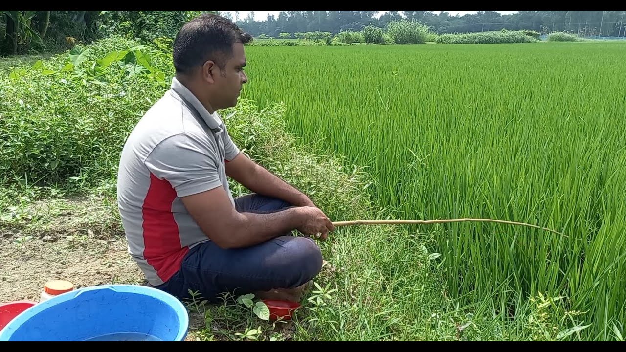 Best Hook Fish Catching || The happy of fishing in a paddy field is ...