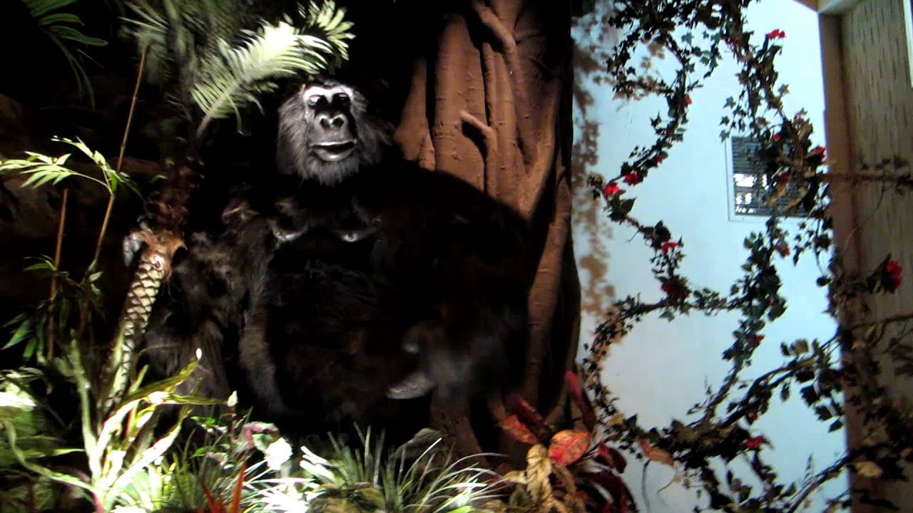 Rainforest Cafe - YouTube