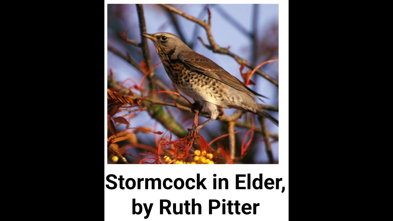 Stormcock in Elder, by Ruth Pitter- poetry reading - YouTube