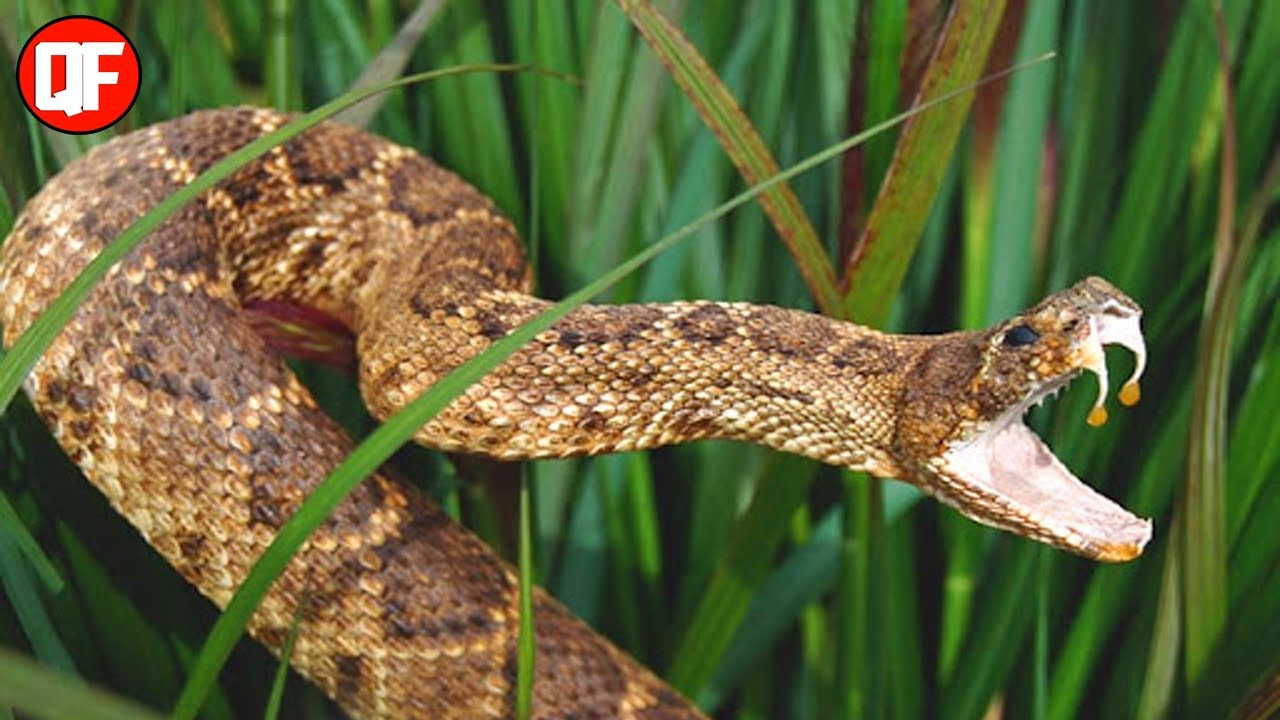 As 7 cobras mais venenosas e perigosas do Brasil(Animais selvagens ...
