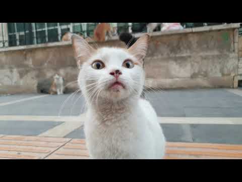 EDİP ATAÇ CİZRE  CİZRE SEVGİ CADDESİ