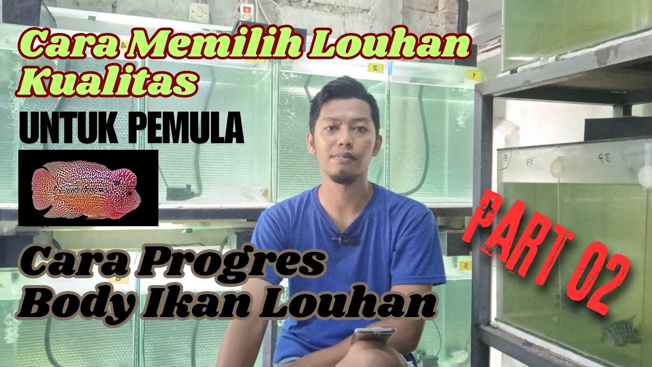 CARA PROGRES BODY IKAN LOUHAN.. TIPS MEMILIH BAHAN PROGRES LOUHAN CENCU ...