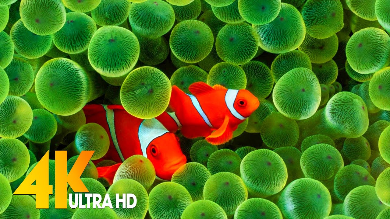Aquarium 4K VIDEO (ULTRA HD) - Beautiful Coral Reef Fish - Sleep ...
