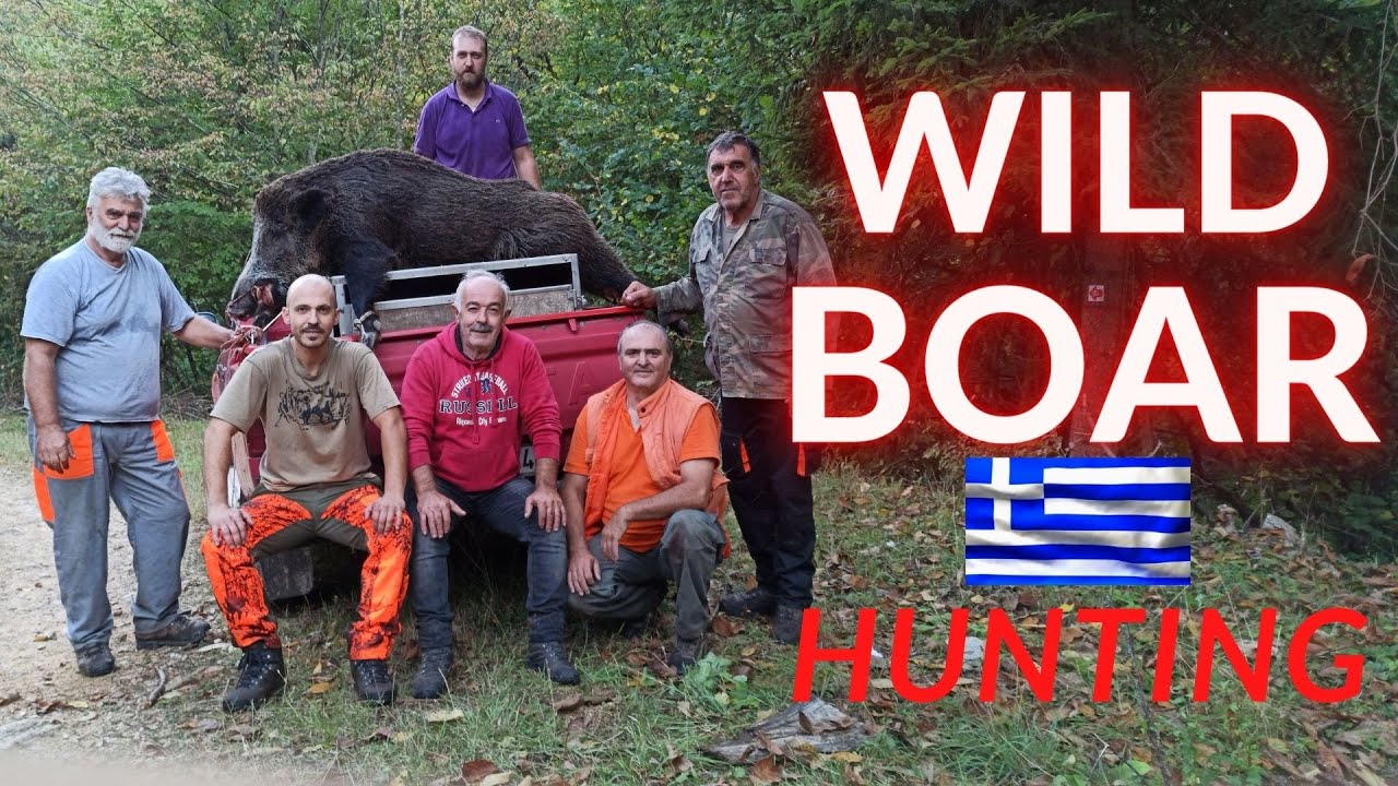 Κυνήγι αγριογούρουνου. Μάχη για το έπαθλο./Wild boar hunting greece ...