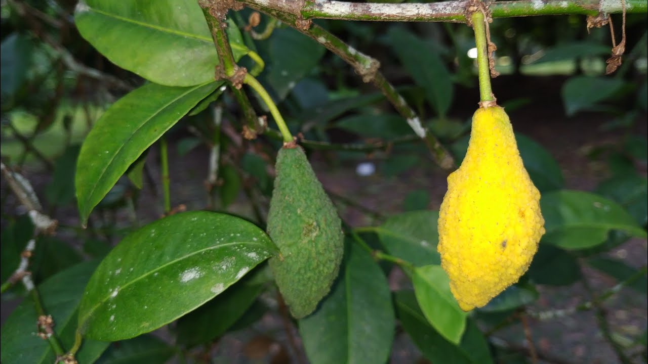 Carichuela or "bumpy lemon" (Rheedia / Garcinia longifolia) - YouTube