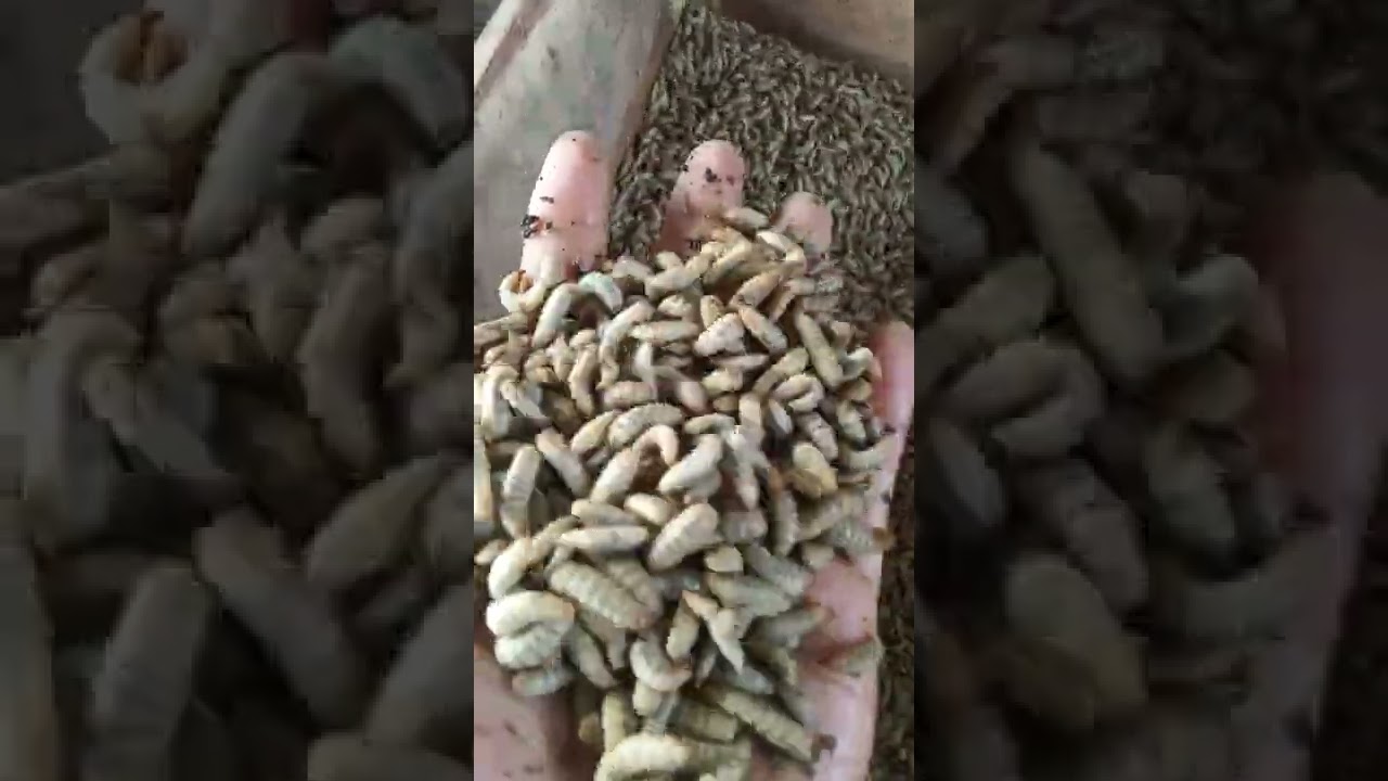 tebar bibit baby maggot sampai panen ini prosesnya - YouTube