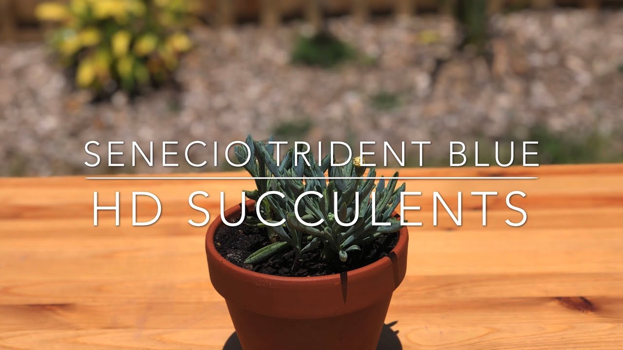 Senecio Trident Blue - HD Succulent Video (4K) - YouTube