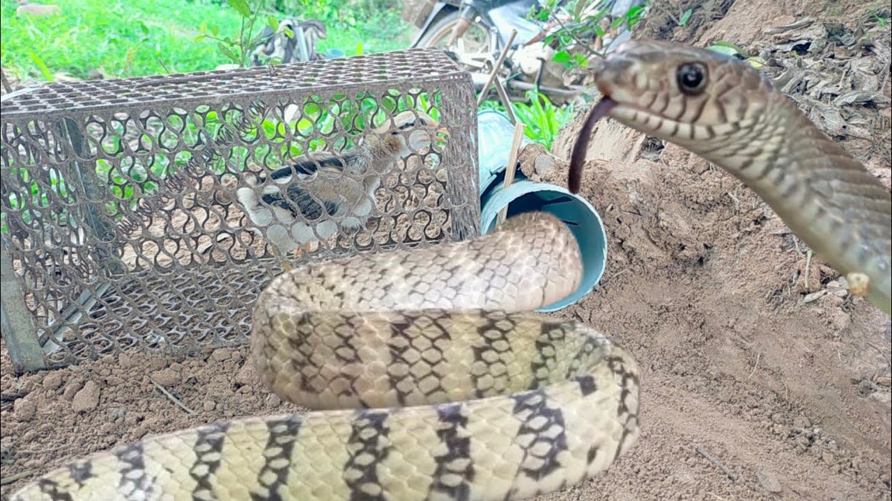How to build four underground snake traps using snake eggs - YouTube