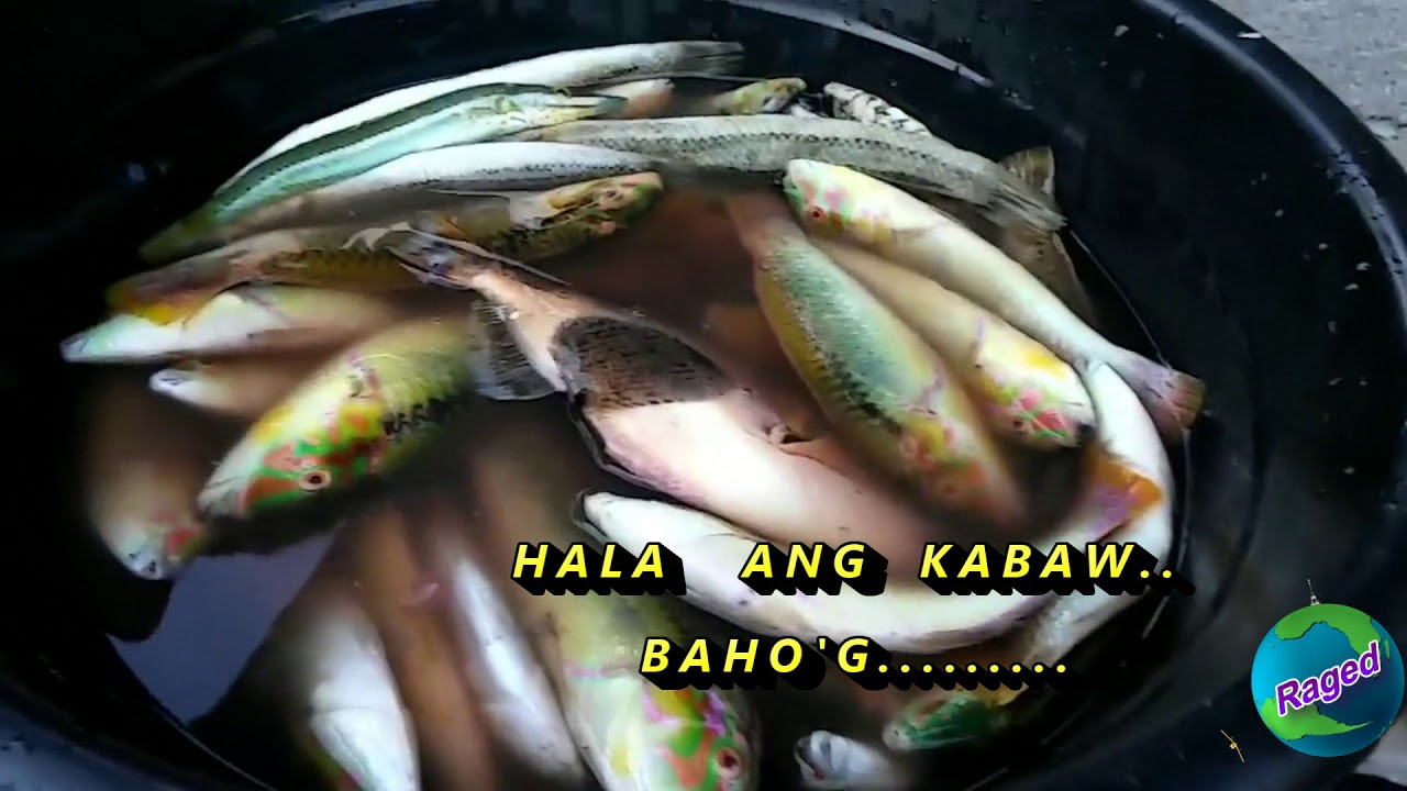 ISDANG TANGLARON., LABAYAN., POGOT - YouTube