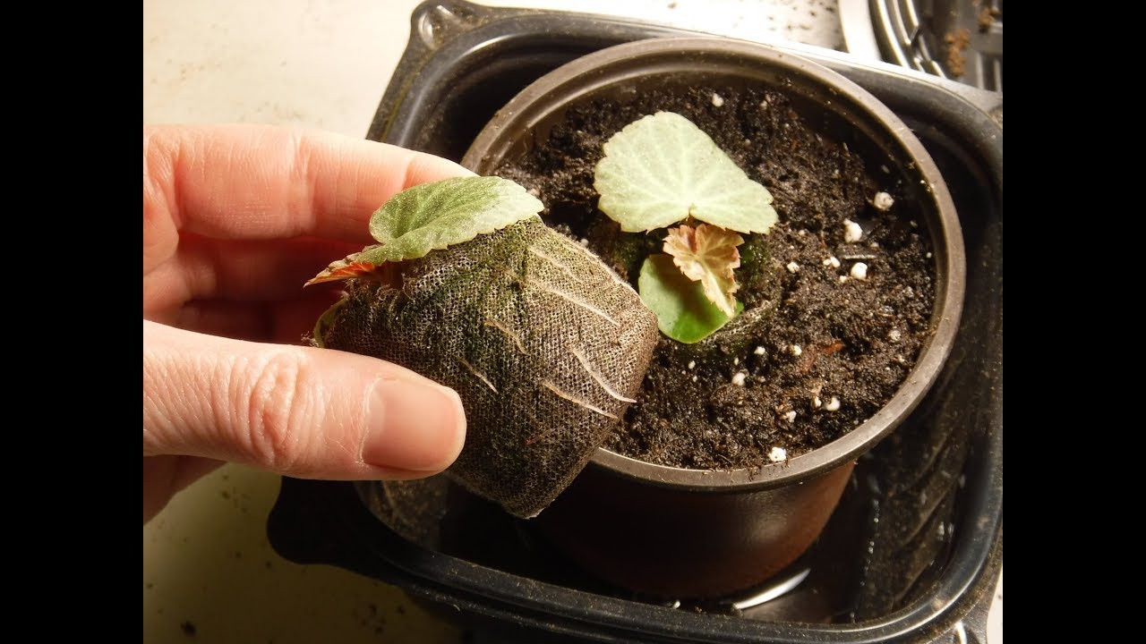 how to transplant begonia seedlings, when to transplant begonia ...