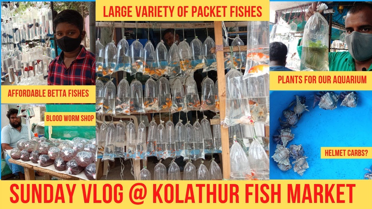 Sunday Vlog @ Kolathur Fish Market | Shops opening time in the Morning ...