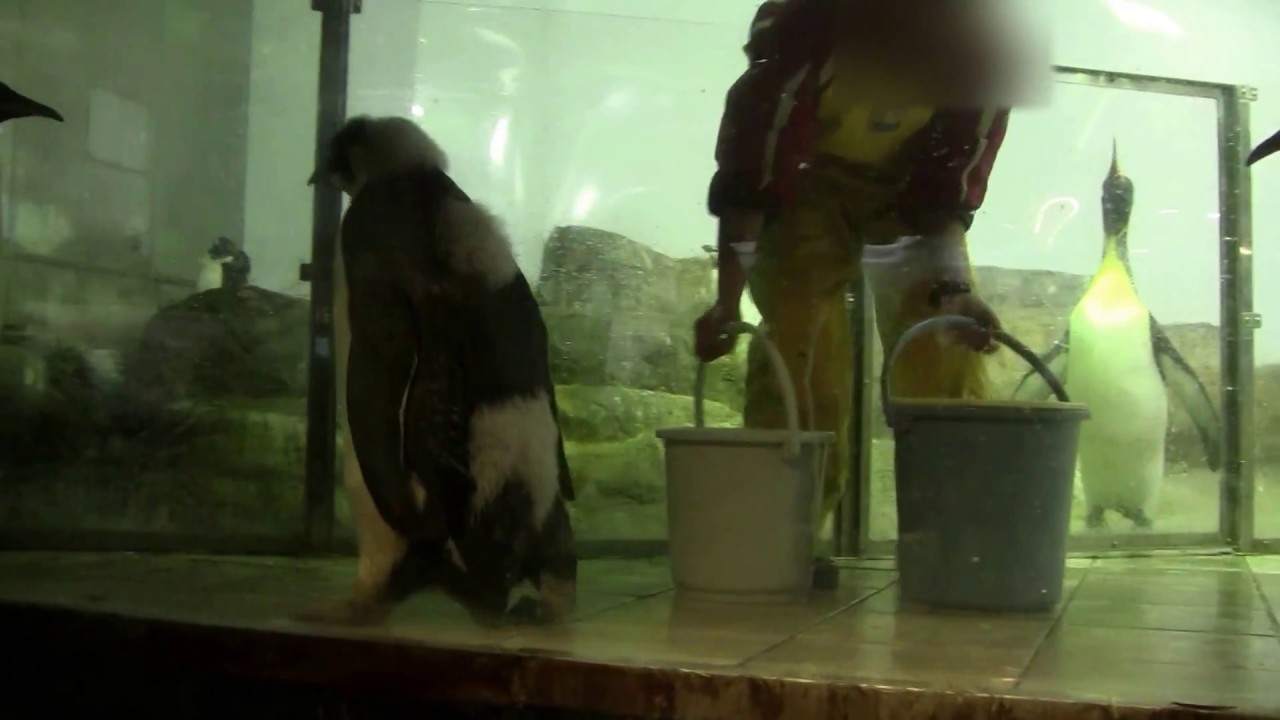 #2-20 Feb 2018 Emperor penguin at Adventure world, Japan - YouTube