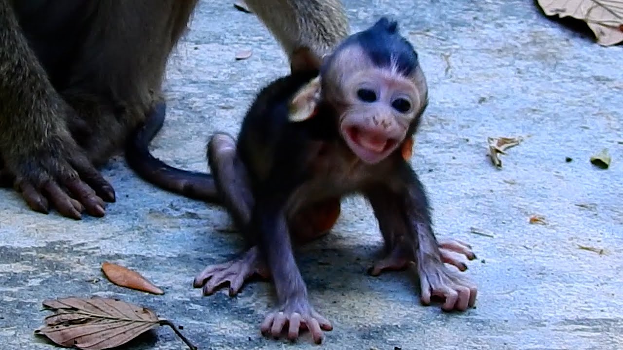New baby monkey crying loudly - YouTube