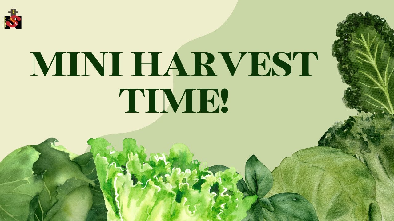 MINI HARVEST TIME! - YouTube