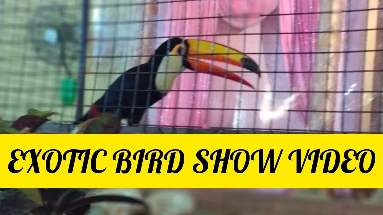 Exotic bird show | Jay and Jezz | #exoticbird #birdlovers #naturelovers ...