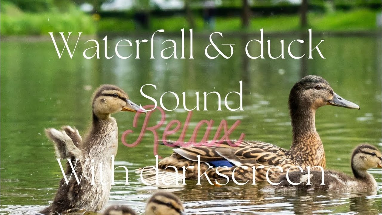 ducks&waterfall sound for relaxation calm down ,stress release insomnia ...