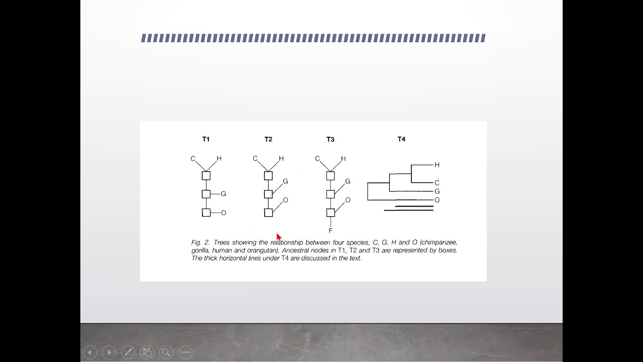 Methods of phylogenetic tree building - YouTube