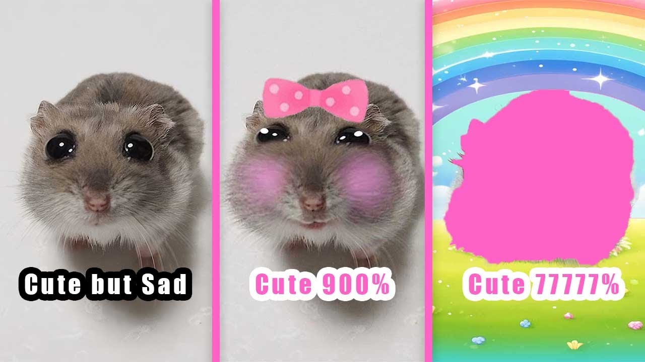 Sad Hamster Becomes Cute - YouTube