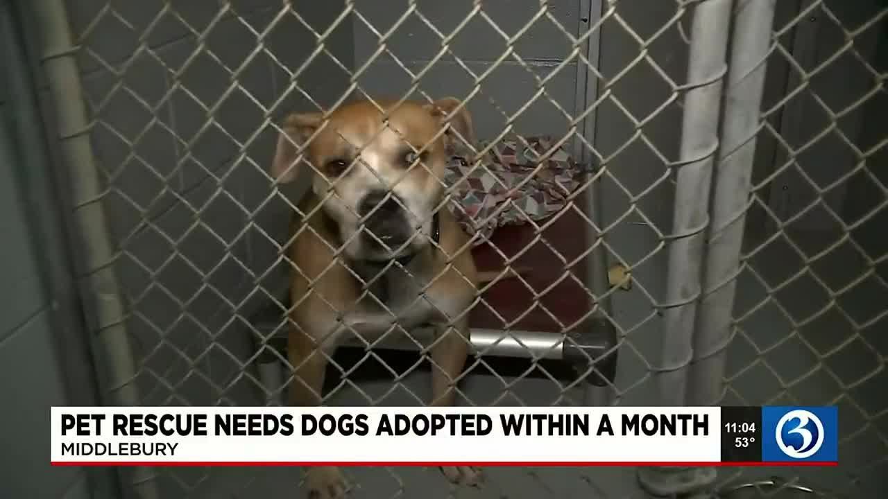 Dog rescue in Middlebury needs all pups adopted within a month - YouTube