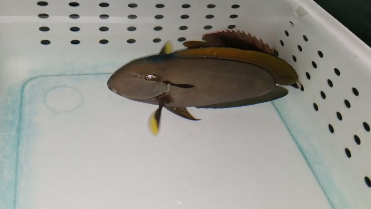 Epaulette Tang N.F. S. - YouTube