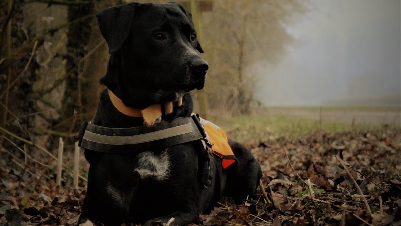 Inès - Labrastaff ~ 4 years! - YouTube