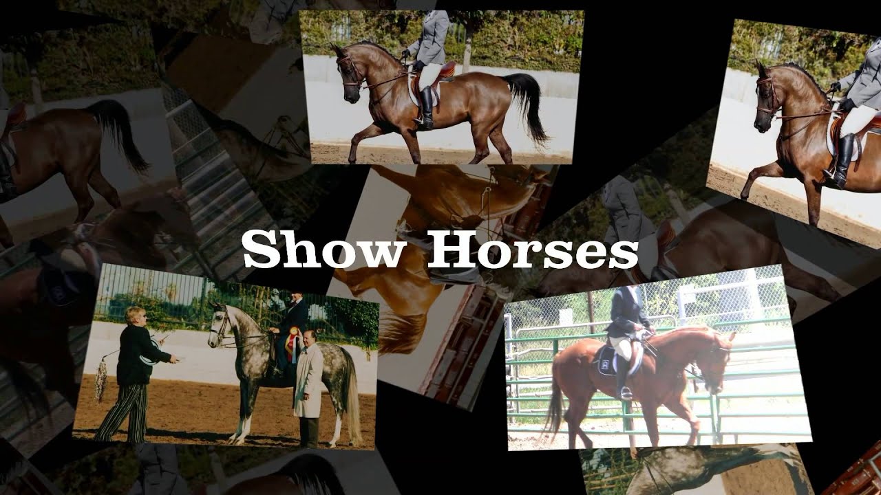 Showing Performance Horses (HD) Montage - YouTube