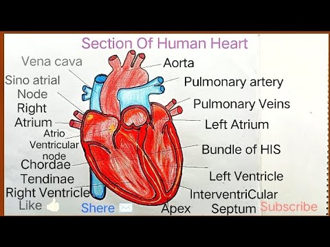 How To Draw Human Heart Diagram | Longitudinal Section Of Human Heart ...