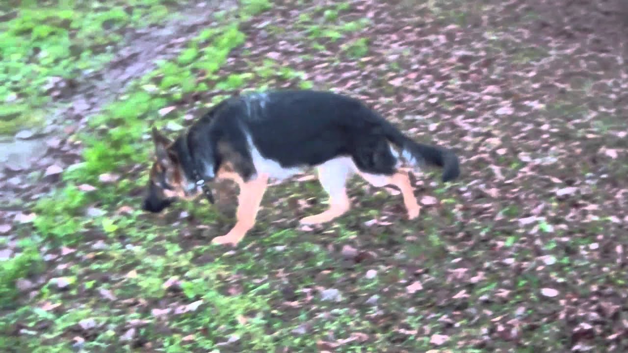 Jureivis is Sapiegines (Joris) 5 men. - YouTube