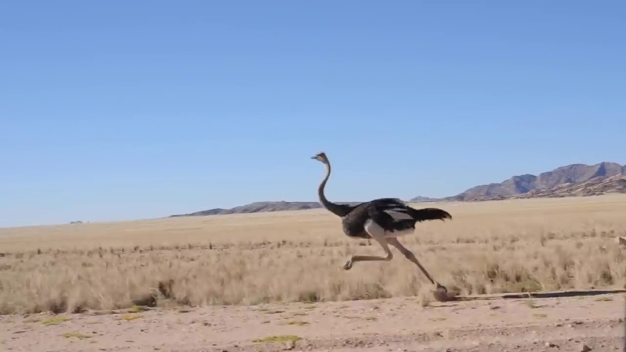 Amazing running ostrich - YouTube