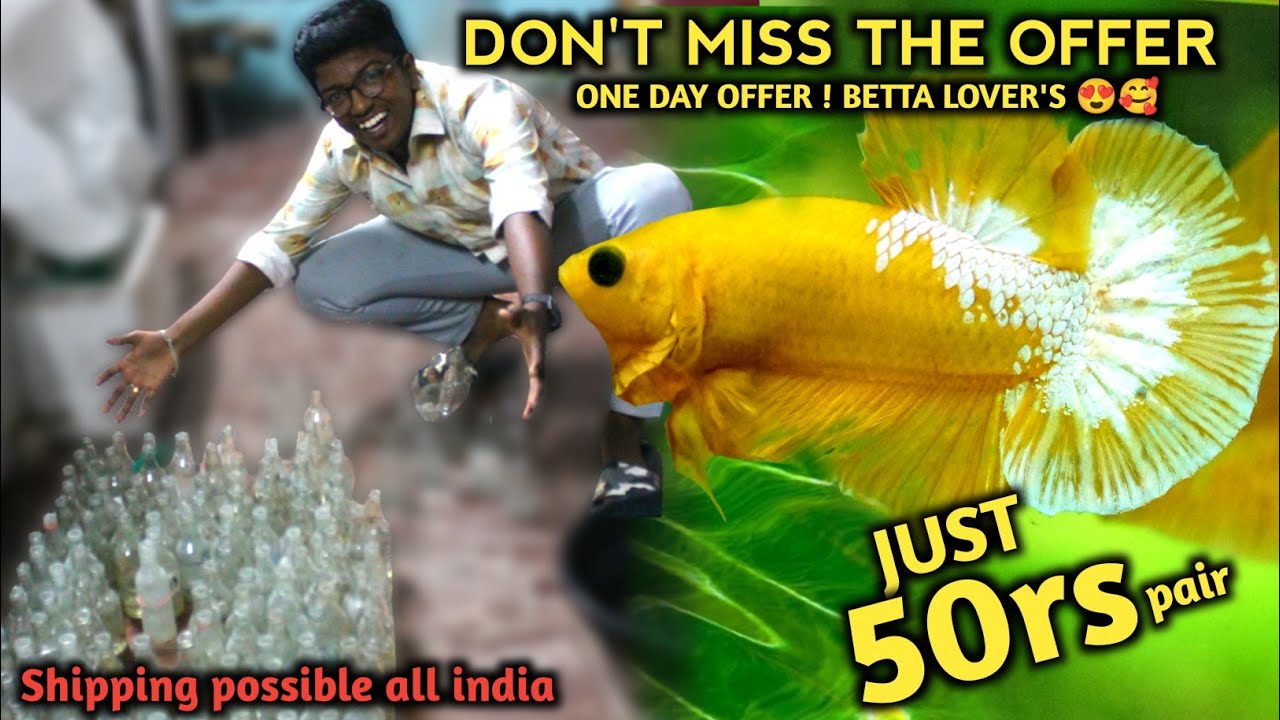 Fancy galaxy plakard betta pairs just 50rs shipping possible 😍betta fish lover's don't skip ...