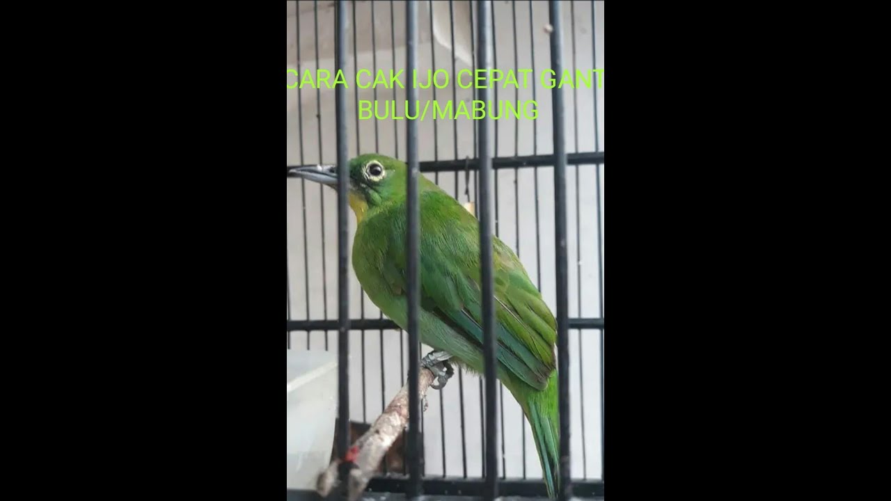 Cara Cak Ijo Agar Cepat Mabung - YouTube