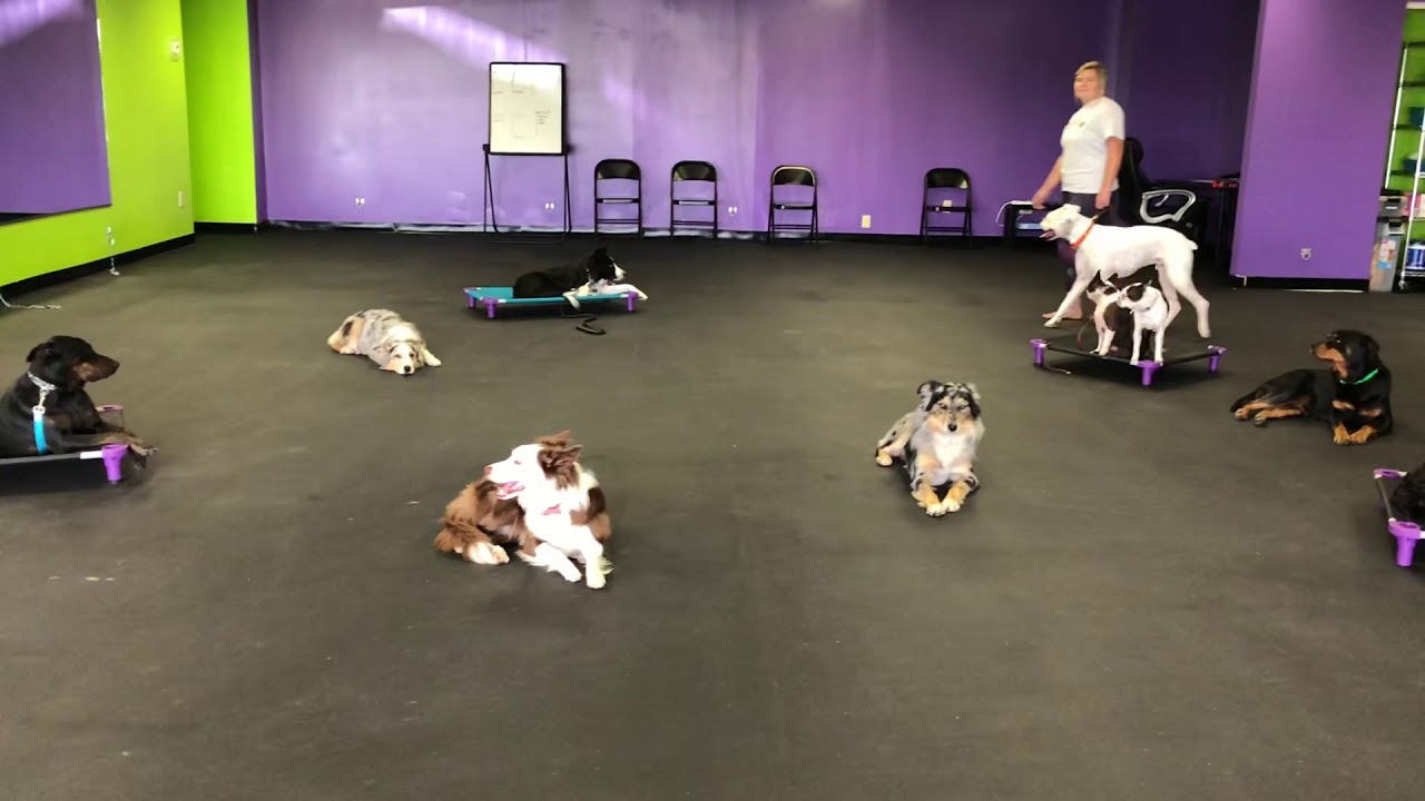 School Classroom for Dogs. - YouTube