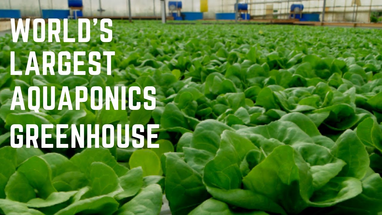 Jon Parr's Viridis Aquaponics - Visit to the 8 Acre Greenhouse! - YouTube
