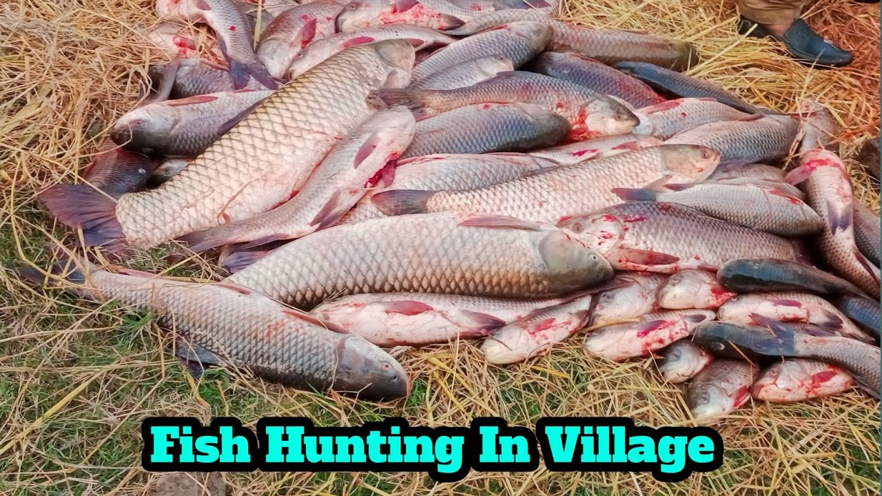 Wow 😲 Amazing Fish Hunting||Amazing Fiash Hunting Video - YouTube